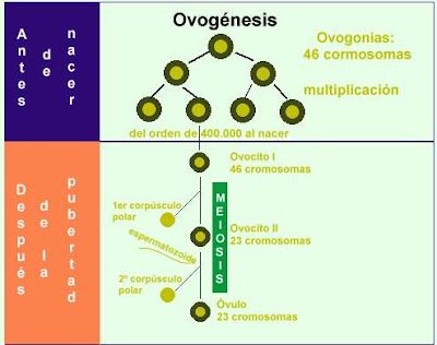 Biología 2ºB: Espermatogénesis