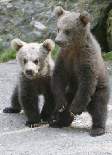 leonesecologicos: OSO GRIS