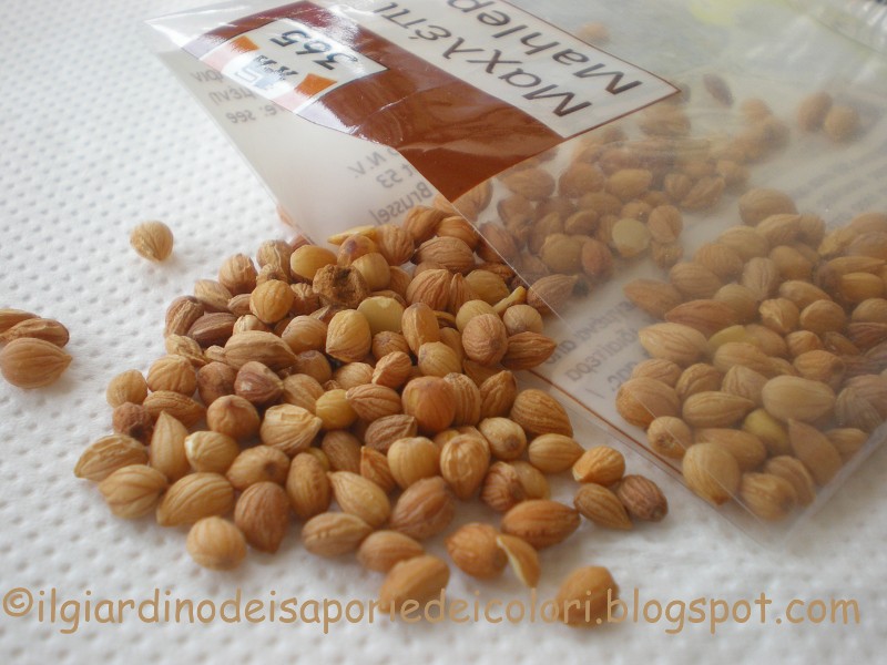 Treccia dolce: Tsoureki