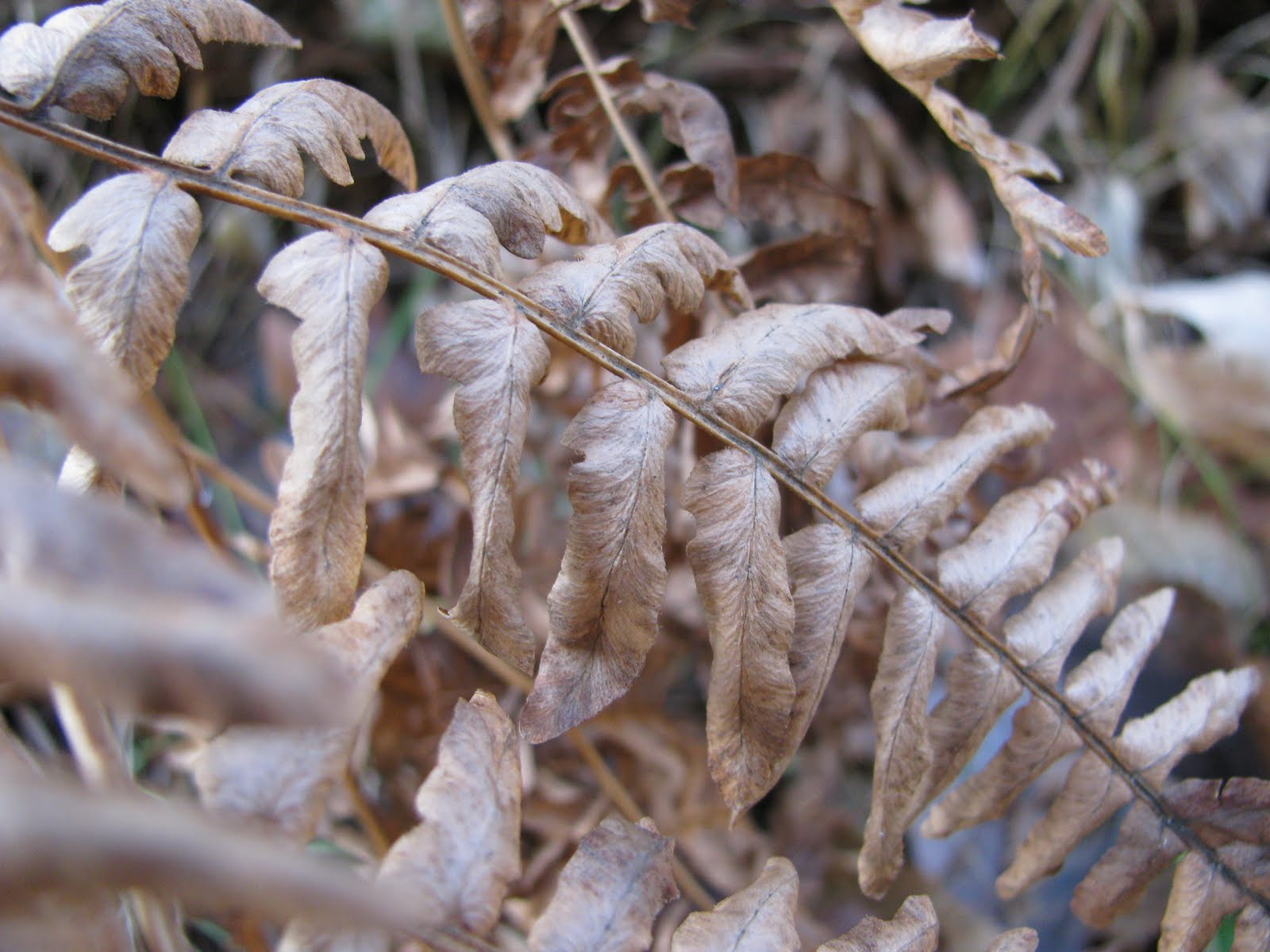 Far Side of Fifty Photos: Macro Monday: Dead Brown Ferns