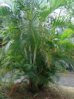 Plantes: Palmier multipliant