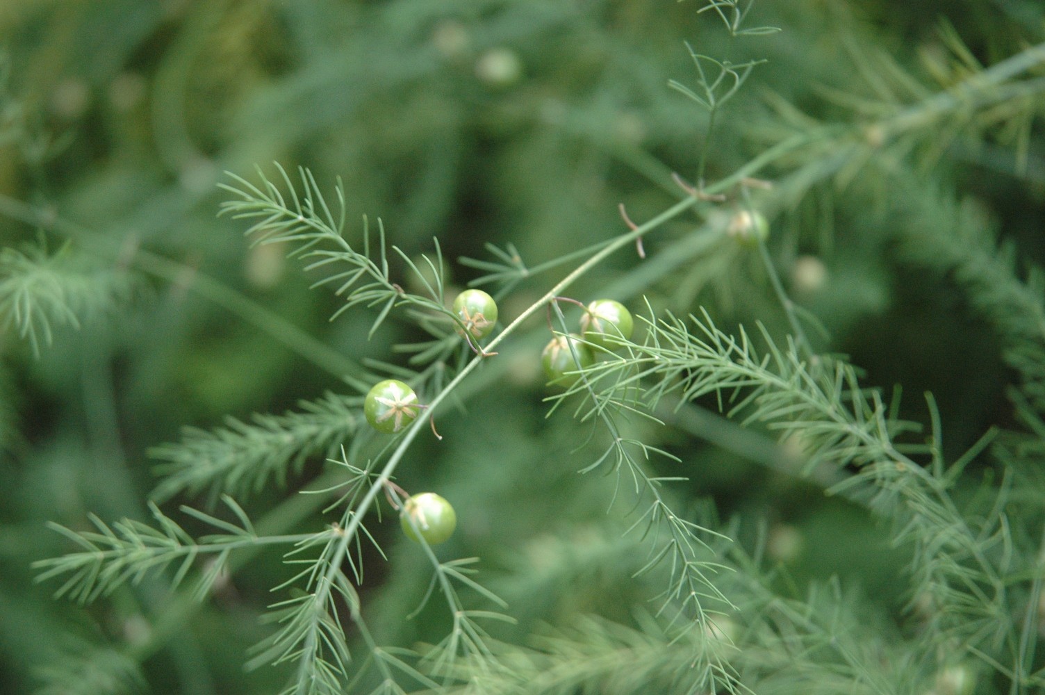Grow It Eat It: Sexism in the asparagus patch