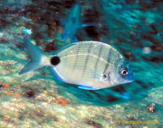 No Mar Profundo: Peixes Sargo de Dente