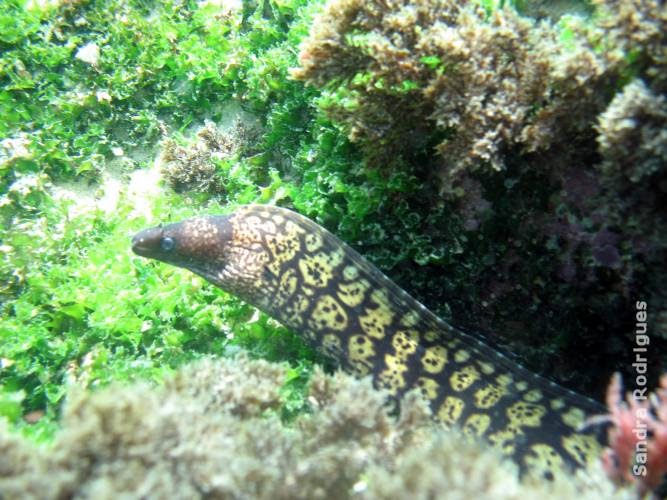 No Mar Profundo: Moréias 02