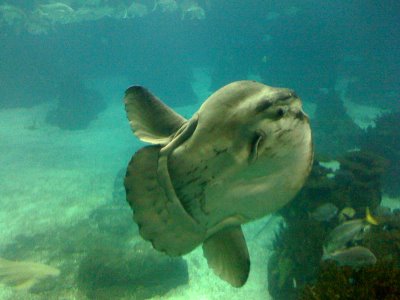 No Mar Profundo: Peixes Lua 01