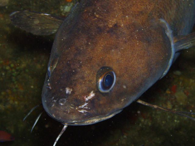 No Mar Profundo: Peixes Abrótea 01