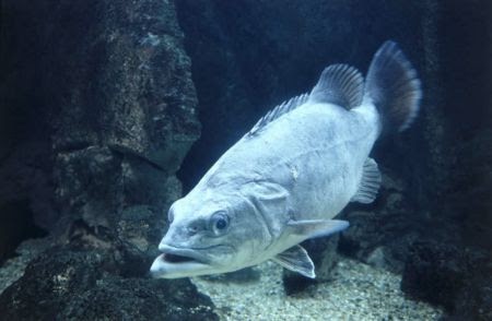 No Mar Profundo: Peixes Cherne (Garoupas)