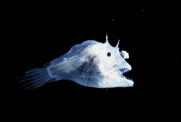 No Mar Profundo: Peixes Abissais 02 - Criaturas das Profundezas dos Oceanos