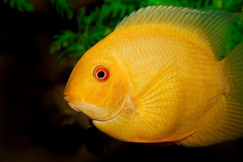 No Mar Profundo: Peixes Acará Severum Gold 02