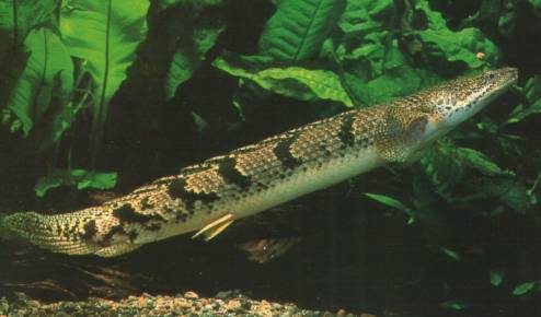No Mar Profundo: Peixes Polypterus Delhezi 02