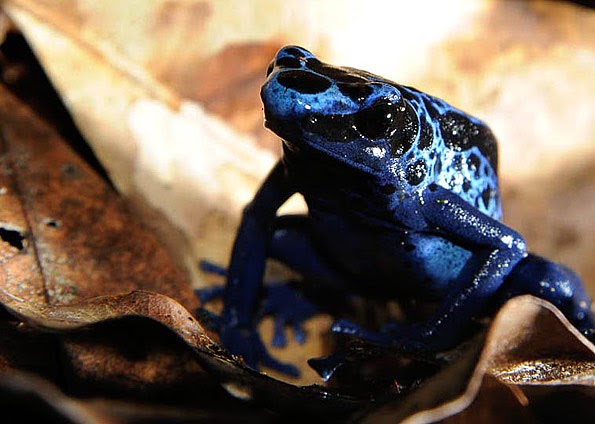 No Mar Profundo: Sapo Azul - Dendrobates Tinctorius