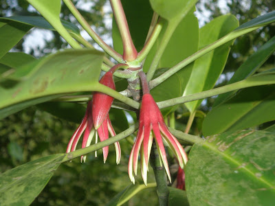 Sayangi Alam: A moment at the ecological site of Pulau Kukup