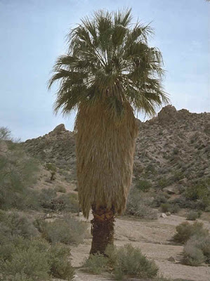 Watching the World Wake Up: Monocot Week Part 2: Best thing about Vegas ...