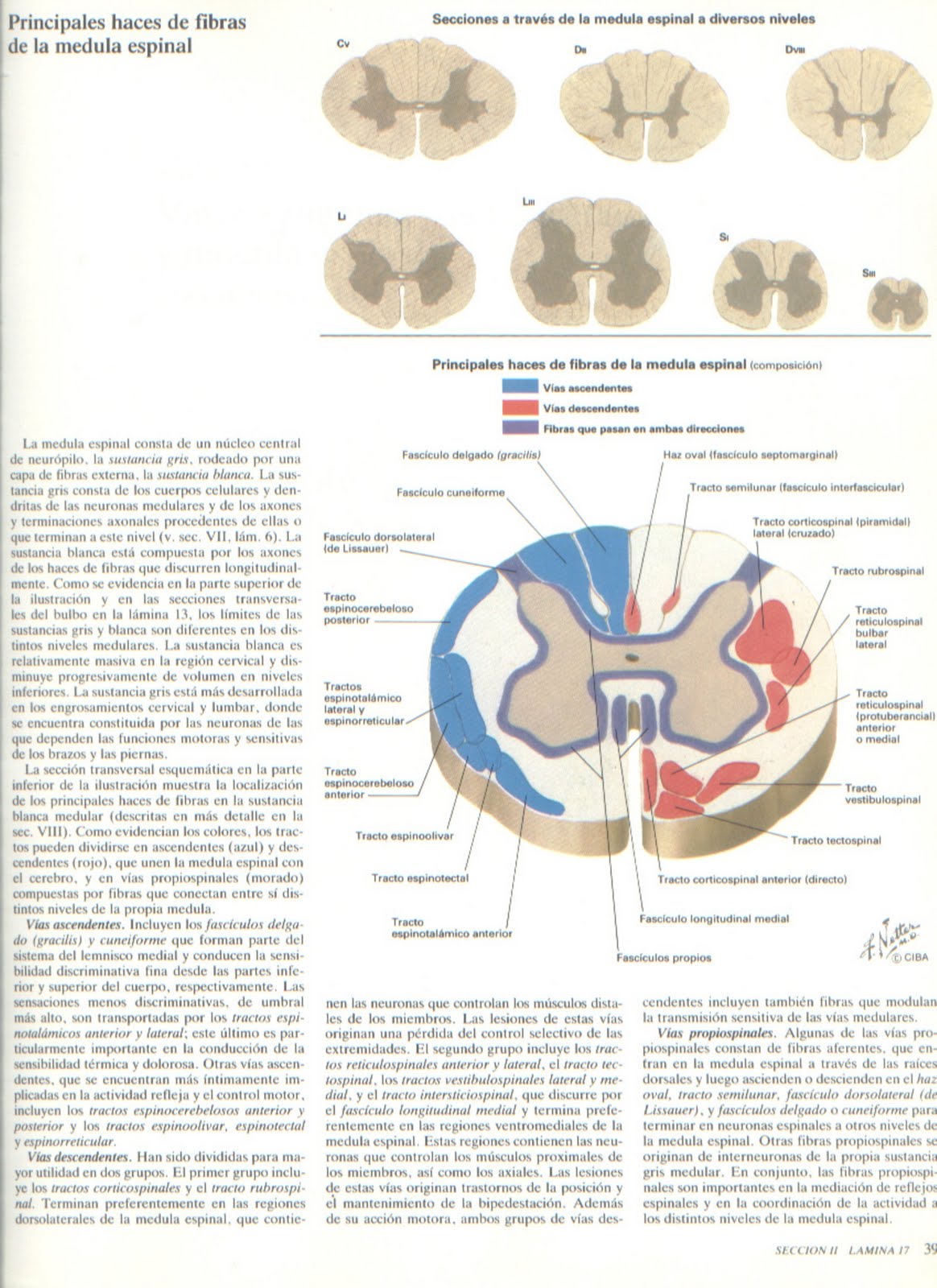 TERAPIA FISICA Y REHABILITACION - CAXIMBOS 2010: medula espinal - Netter
