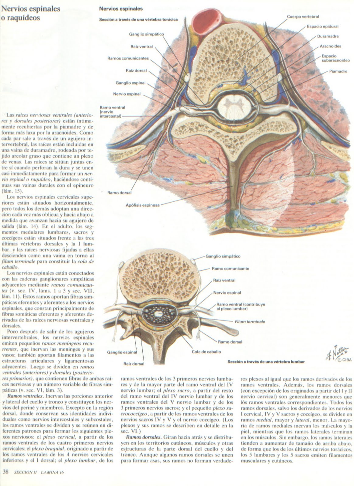 TERAPIA FISICA Y REHABILITACION - CAXIMBOS 2010: medula espinal - Netter