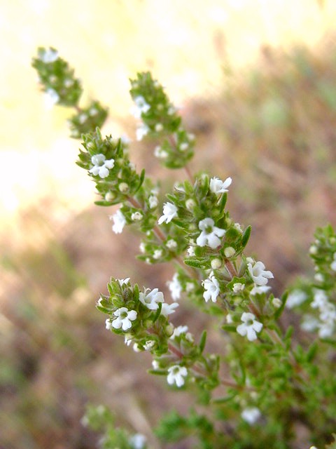 Guía de hierbas y plantas y sus usos medicinales: tomillo