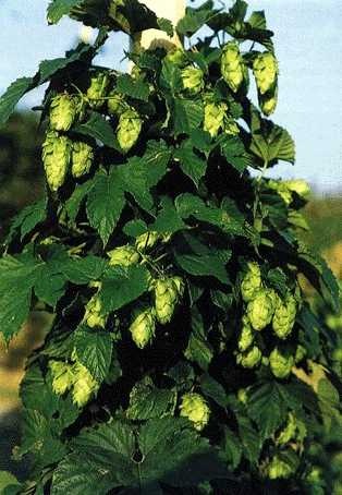 Guía de hierbas y plantas y sus usos medicinales: Lúpulo