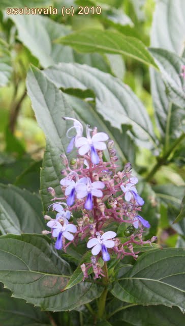 Bio-diversity of Goa: Plants - Scenary