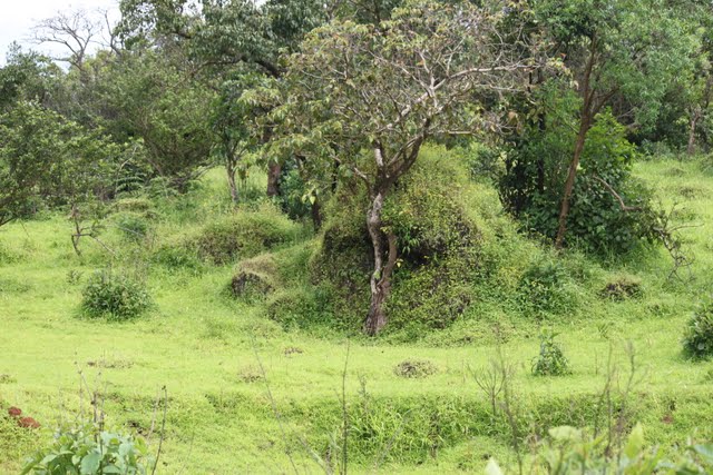 Bio-diversity of Goa: Plants - Scenary