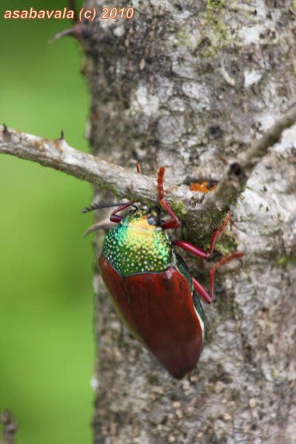 Bio-diversity of Goa: Mystical Moths - other Insects