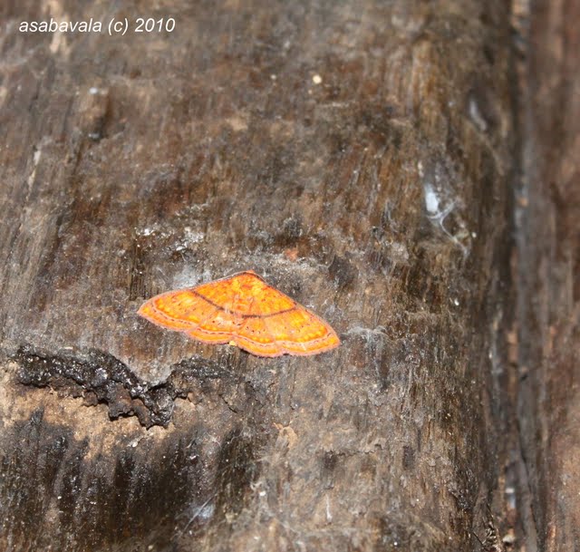 Bio-diversity of Goa: Mystical Moths - other Insects
