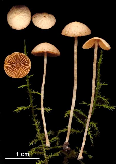 solitary dog sculptor: Botany - Botanica: Fungus - Hongos - Conocybe ...