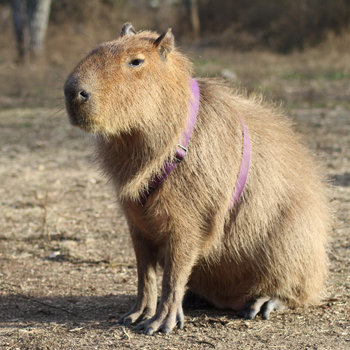 Bunny's Blog: Caplin ROUS