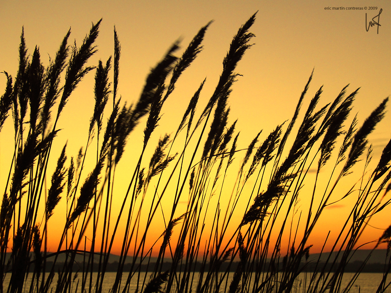 Mis propios relatos: Va la brisa reciente