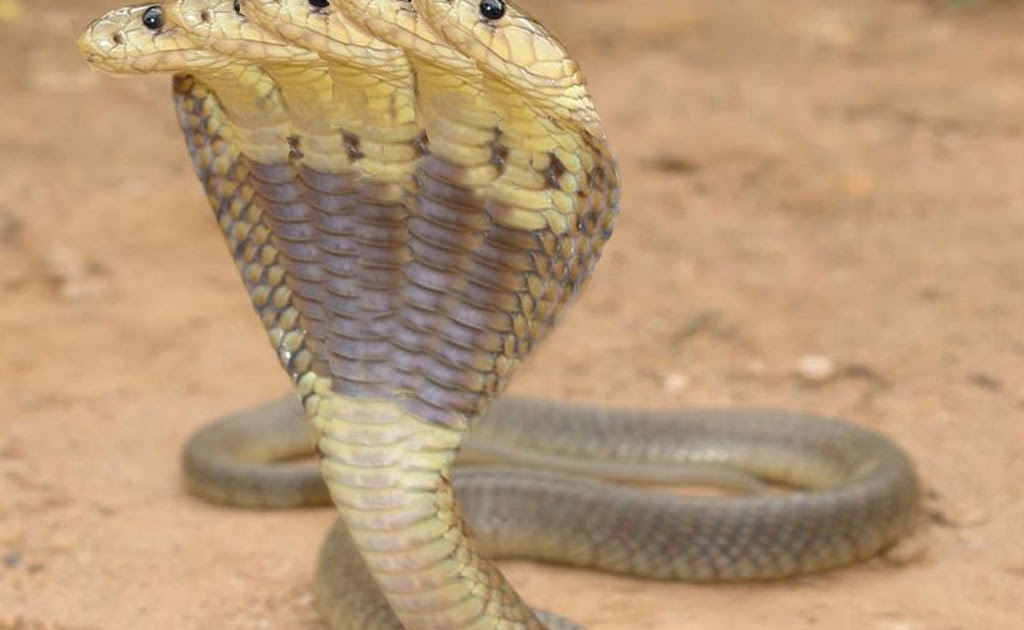 Hypersilence: La Cobra Real