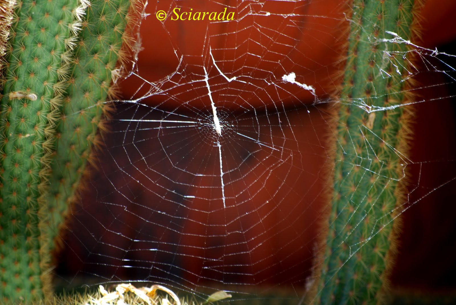 Anima Mundi: La ragnatela