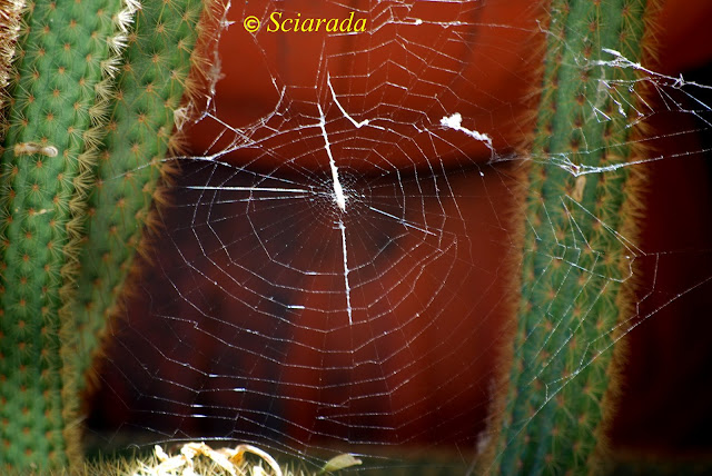 Anima Mundi: La ragnatela