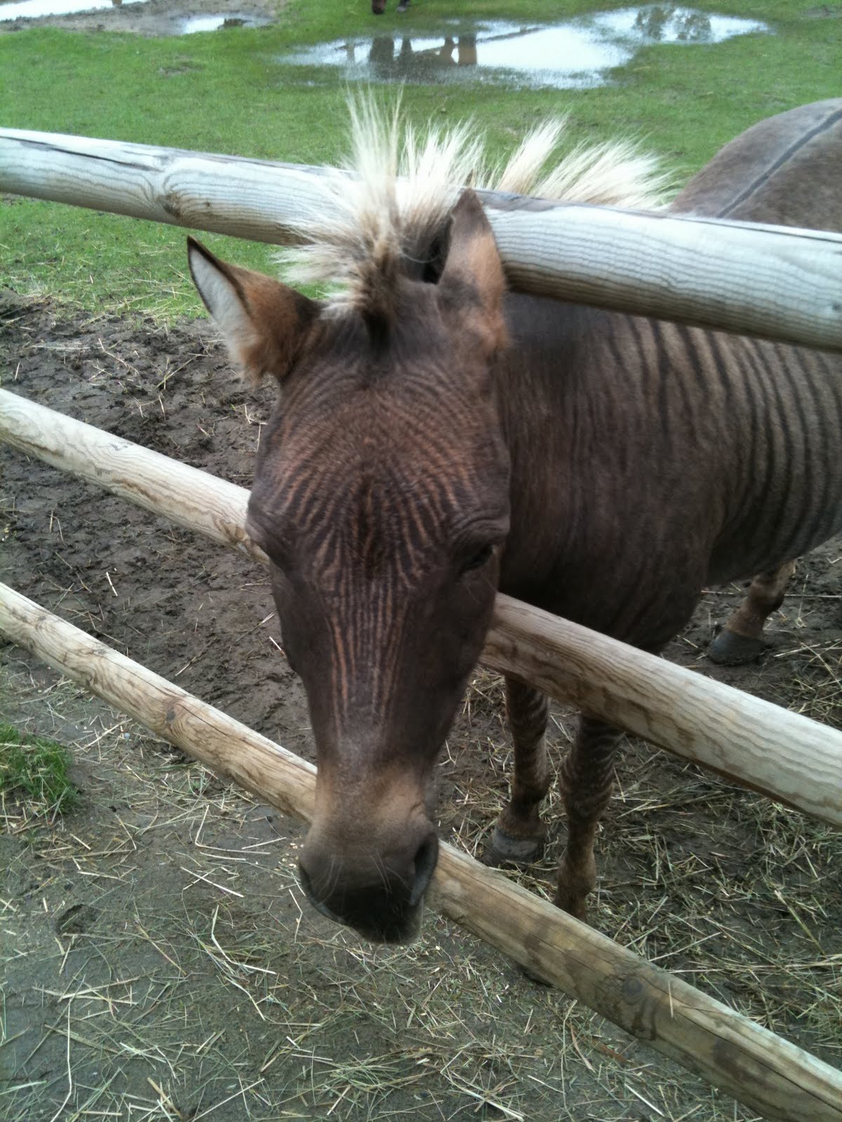 Nature Lover: Zony - the zebra pony