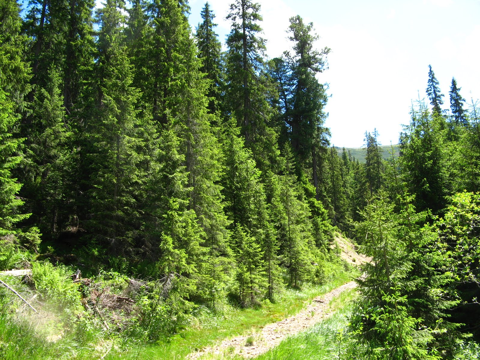 Cariera de sulf din Munţii Călimani: 1.9. REZERVAŢII NATURALE