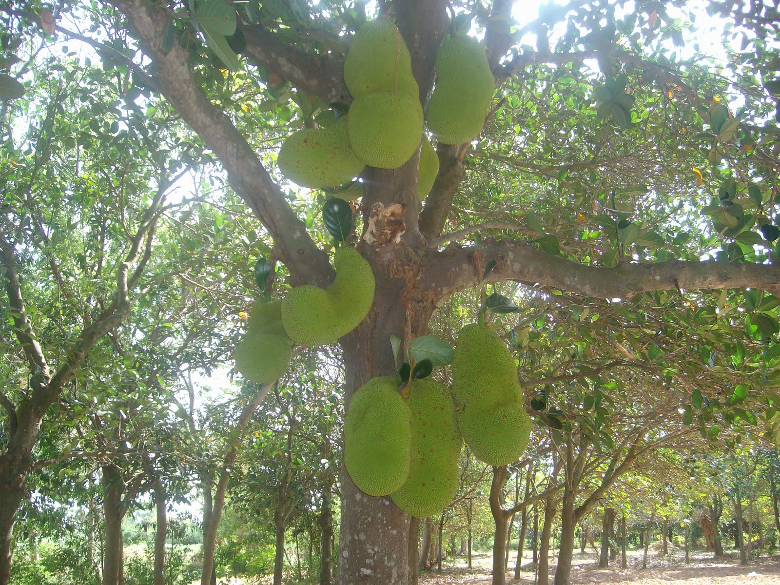 VadakaduOnlineInfo: தொழில்