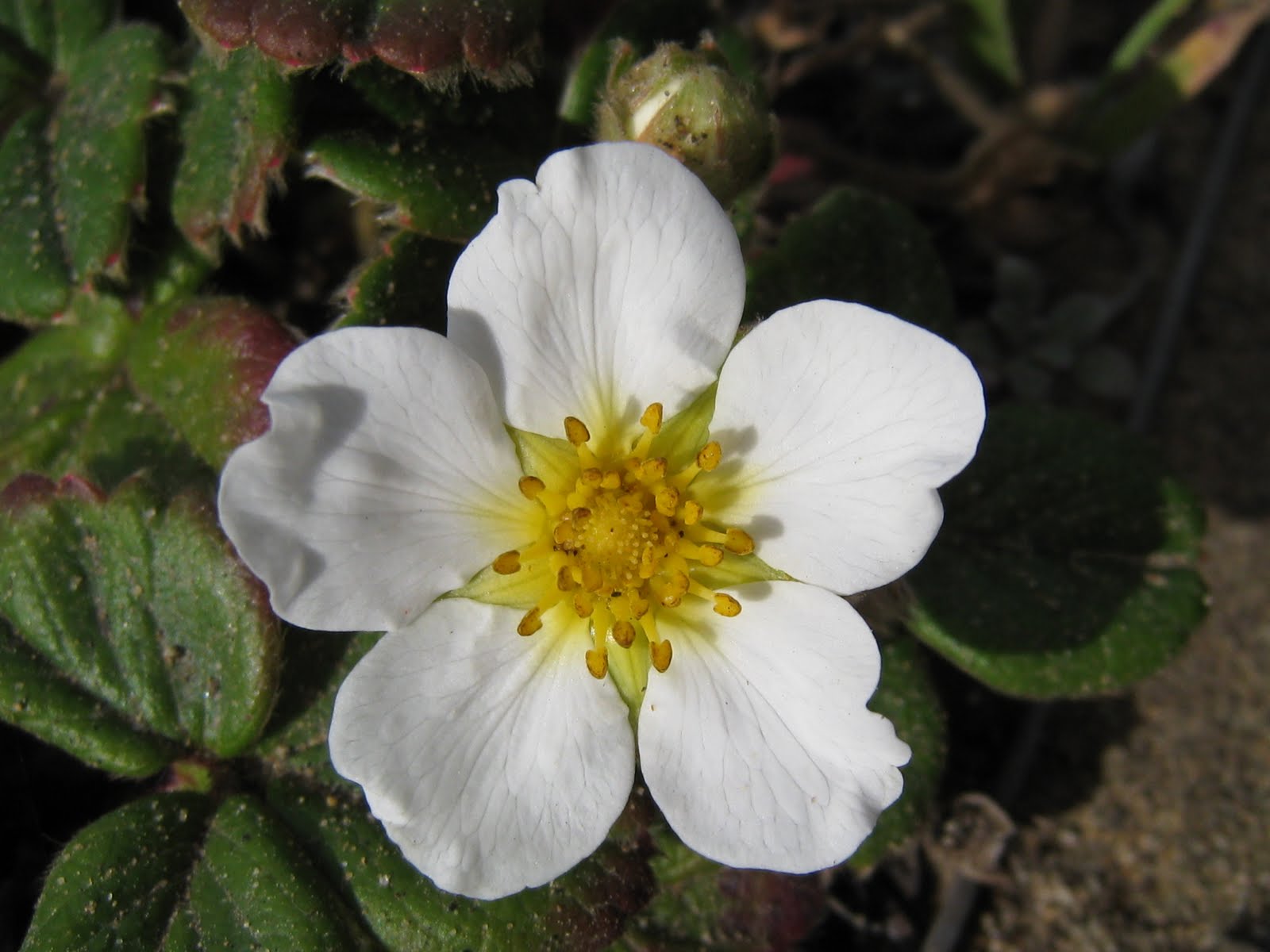 Native Plant Garden: Beach Strawberry (Fragaria chiloensis)