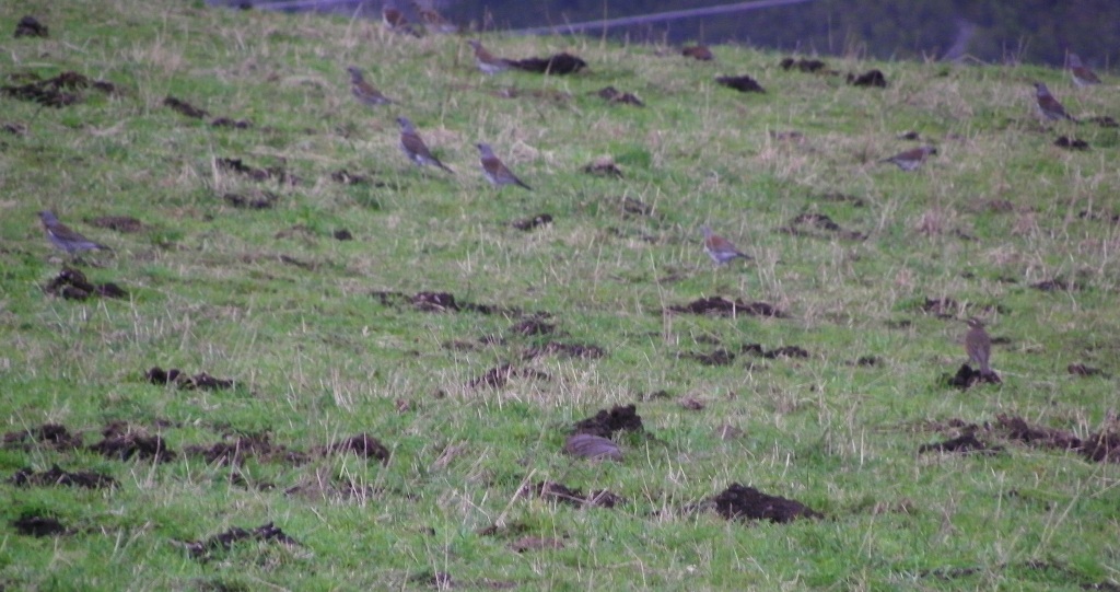 Fauna de Tineo y Salas: más zorzales
