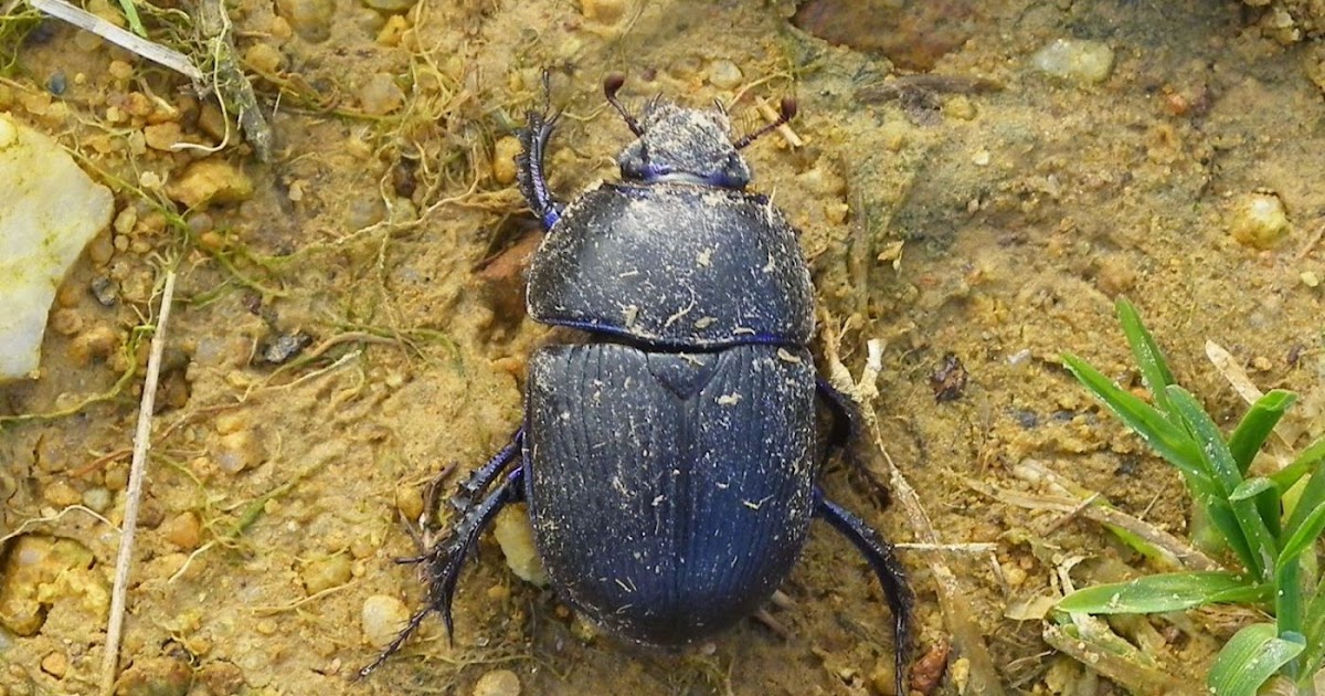 Fauna de Tineo y Salas: Coleópteros