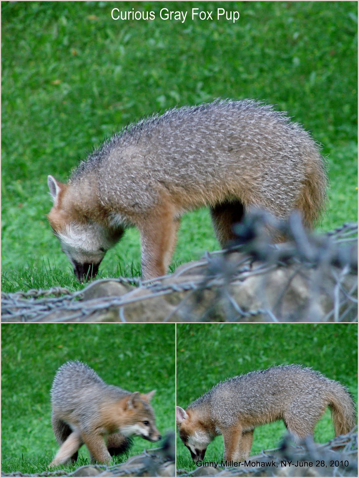 Photography By Ginny: June 28, 2010-Skunk Babies!-Fox Pups