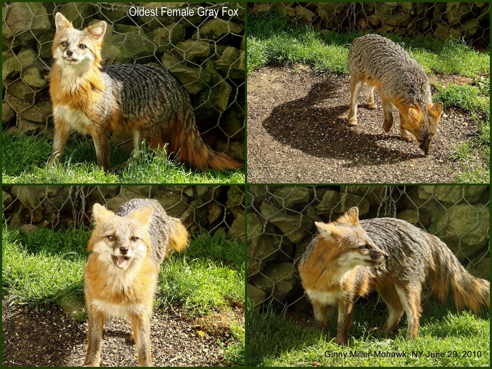 Photography By Ginny: June 29, 2010-Raccoon, Foxes, Skunks