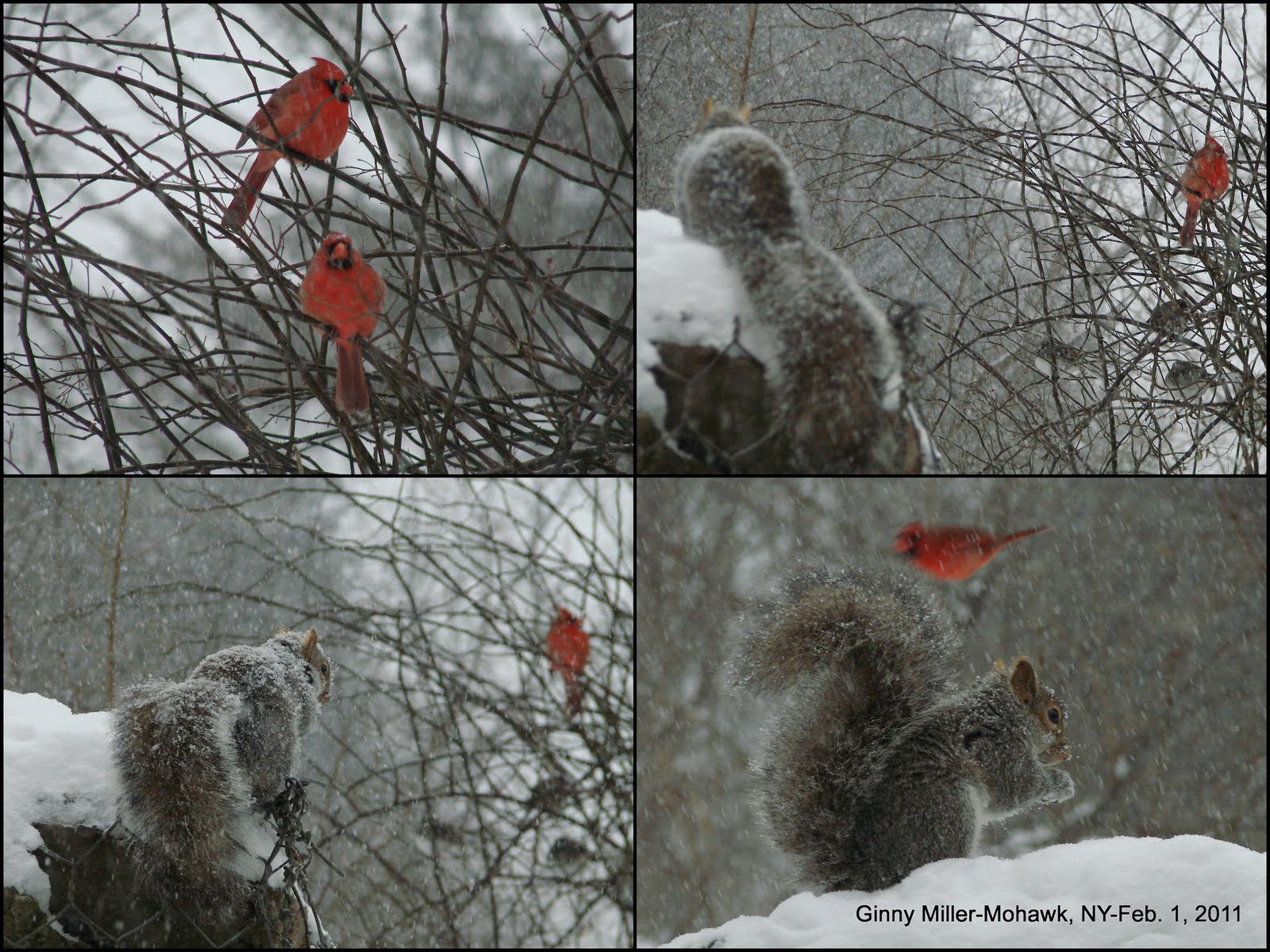 Photography By Ginny: The Snow And Critters-February-1st And 2nd-2011