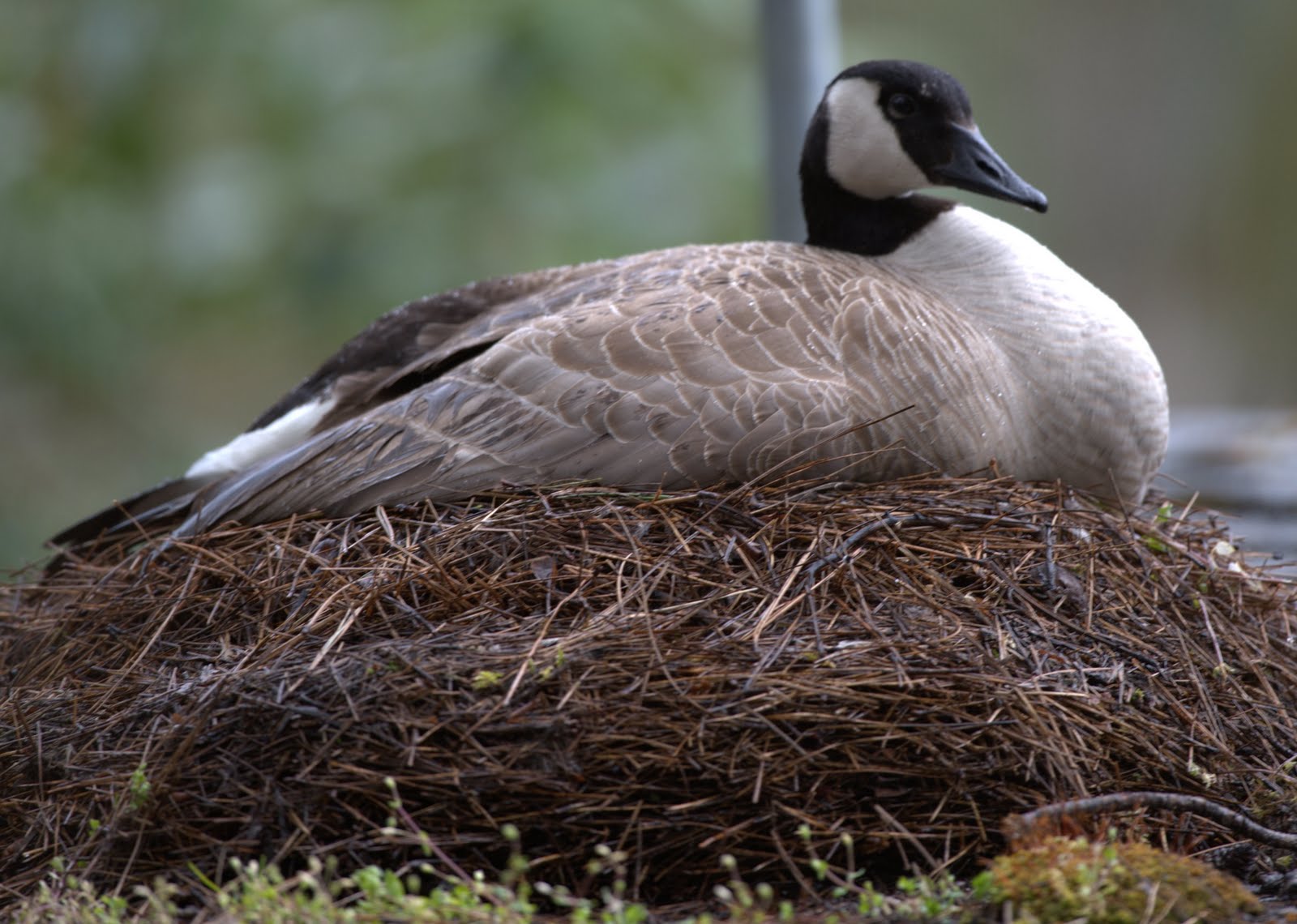 clearlyconfused: Farm House Progress and Random Birds