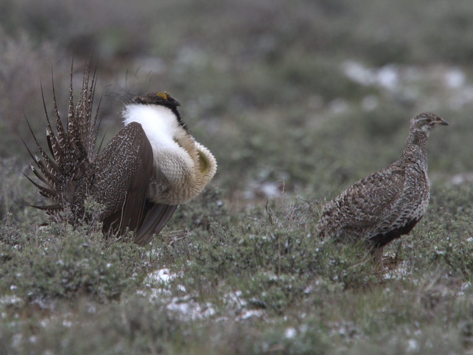clearlyconfused: Malheur Greater Sage Grouse