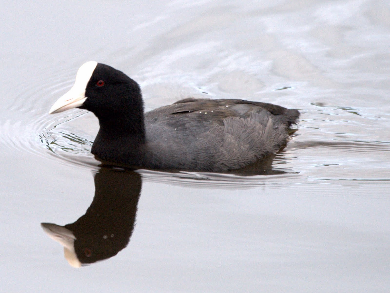 clearlyconfused: James Campbell NWR Birds