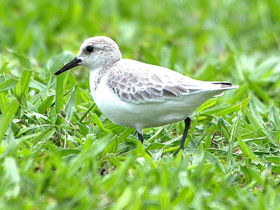 clearlyconfused: James Campbell NWR Birds