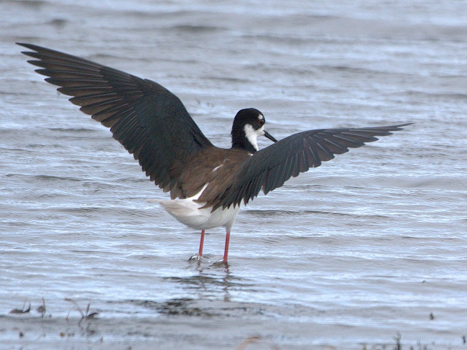 clearlyconfused: James Campbell NWR Birds