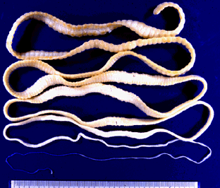 ÁLORA NATURE: PLATELMINTOS (la tenia)