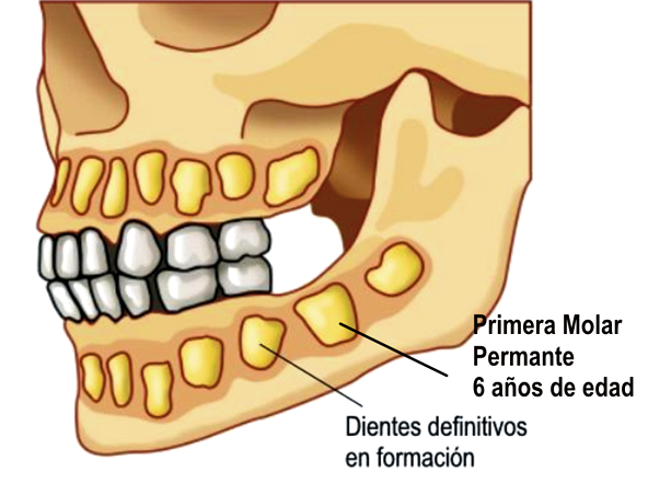 Mucho cuidado con las Primeras Molares Permanentes o de adultos que ...