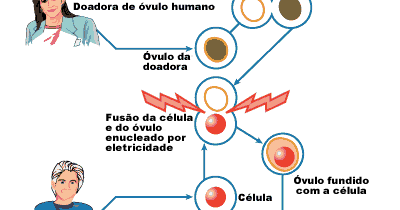 Como ocorre o processo da clonagem.