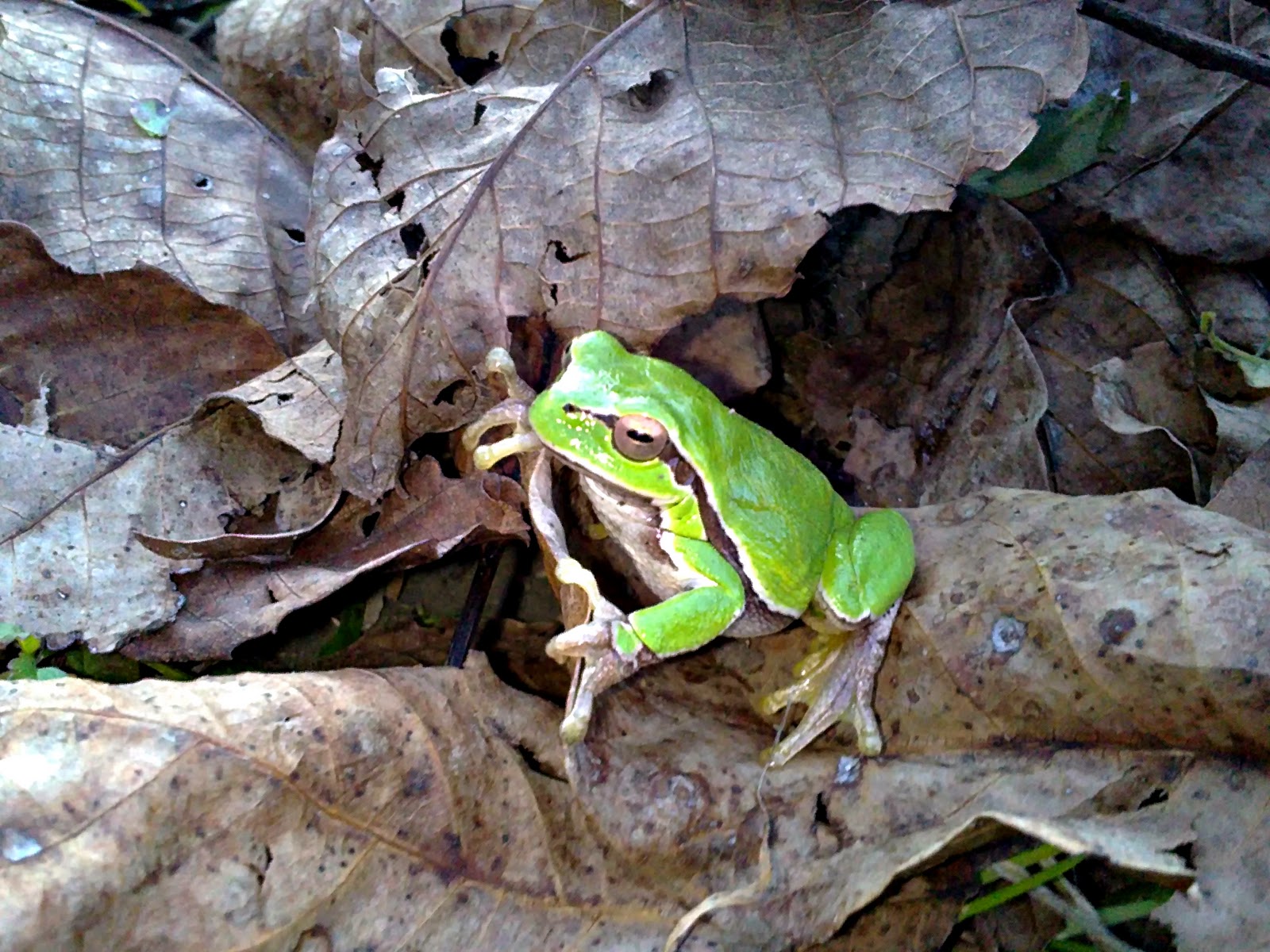 killah babe: Gatalinka