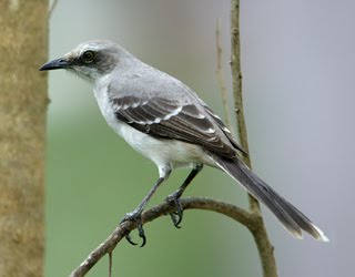 Arte literario: Chat con la traductora de Los Juegos del Hambre